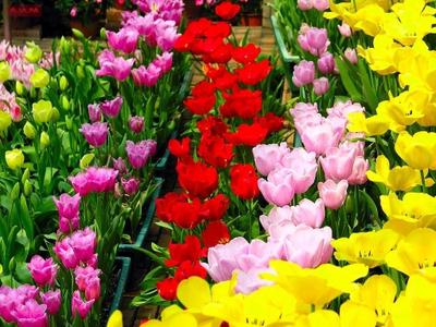 Wil jy waarom die blomme van verskillende kleure te leer ken: