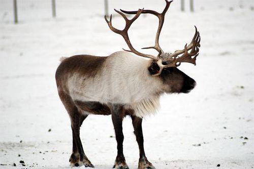 sains tahun 6 : Interaksi antara Haiwan INTRASPESIS DAN - contoh haiwan ...