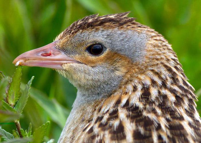 Bird kwartel koning (kwartel koning): beskrywing, foto