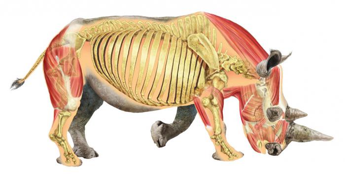 Isakhiwo sangaphakathi ezincelisayo. Sakhiwo umsebenzi izibilini isilwane